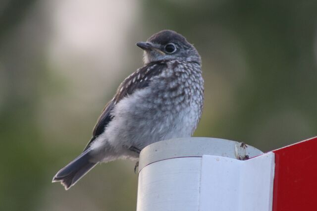 Eastern Bluebird