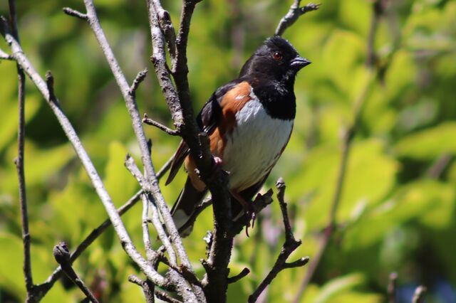 Eastern Towhee