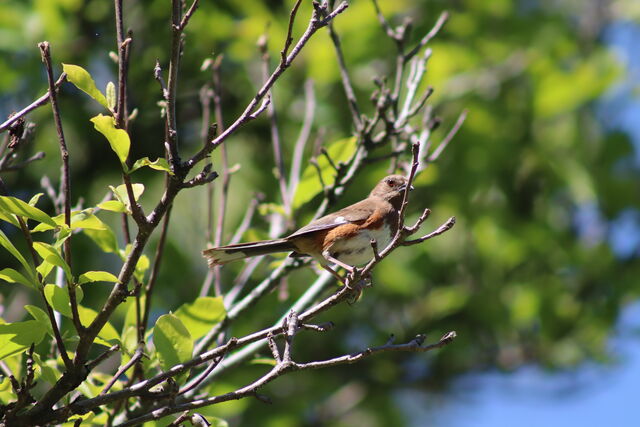Eastern Towhee