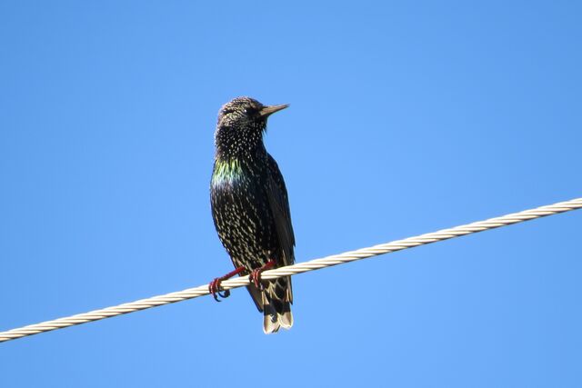 European Starling