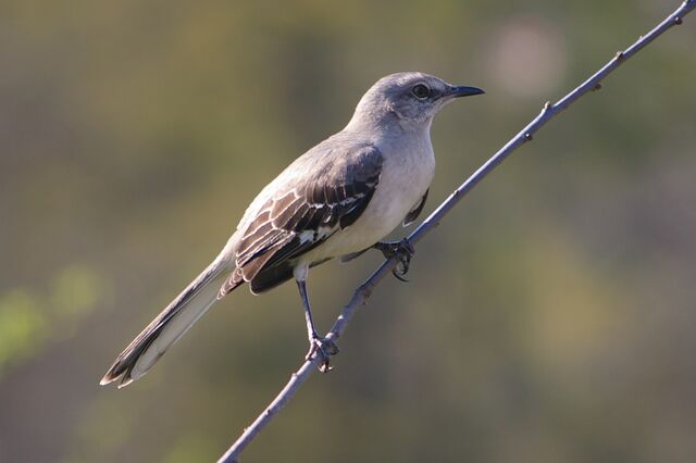 Northern Mockingbird
