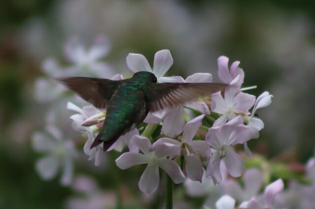 Ruby-throated Hummingbird