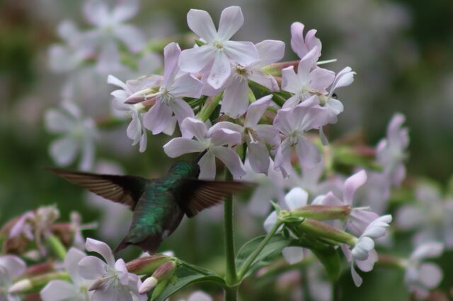 Ruby-throated Hummingbird