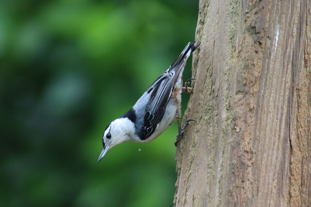 White-breasted Nuthatch