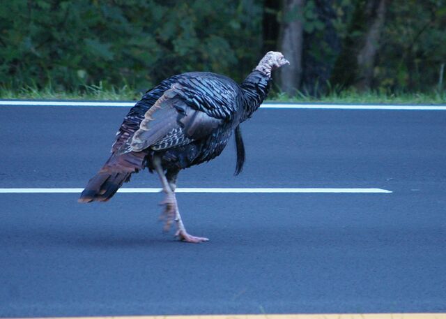 Wild Turkey