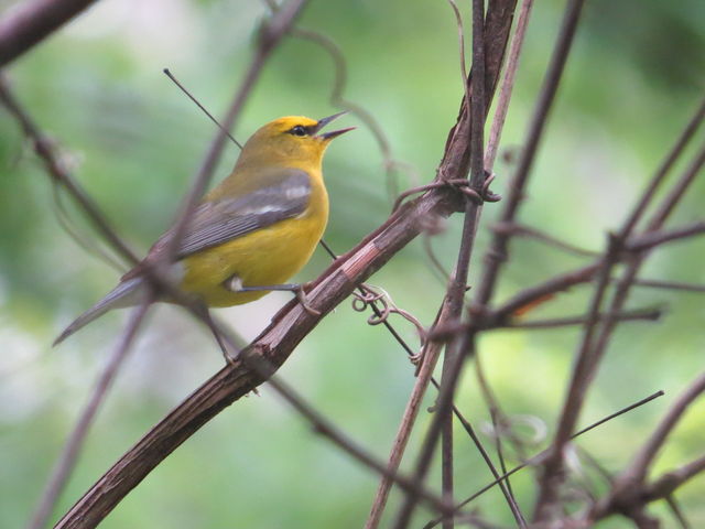 Blue-winged Warbler
