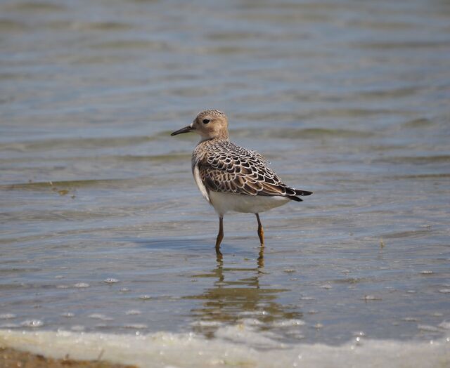 Buff-breasted Sandpiper