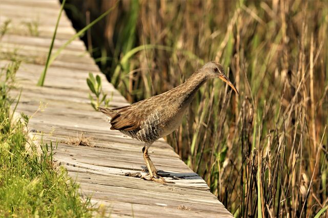 Clapper Rail