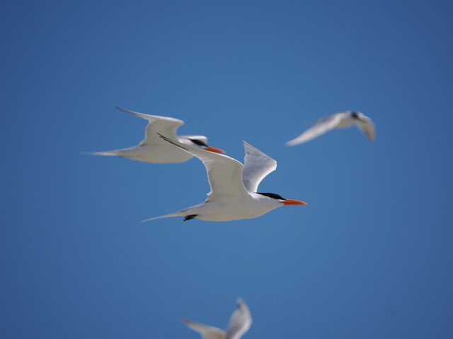 Royal Tern