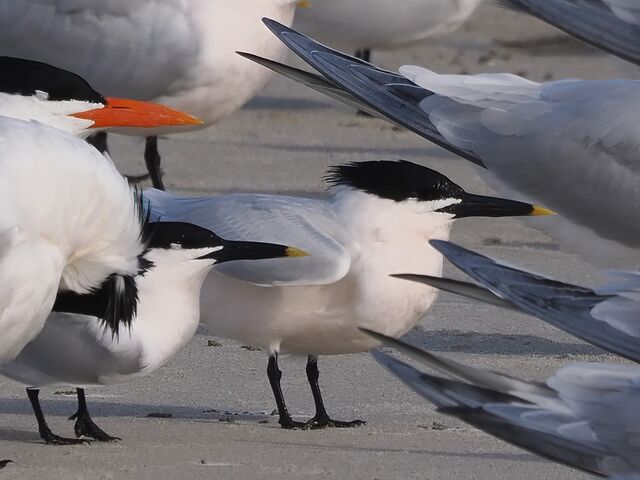 Sandwich Tern