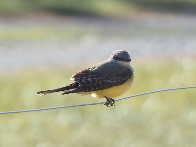 Western Kingbird