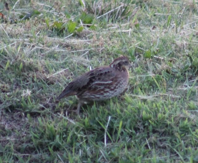 Northern Bobwhite