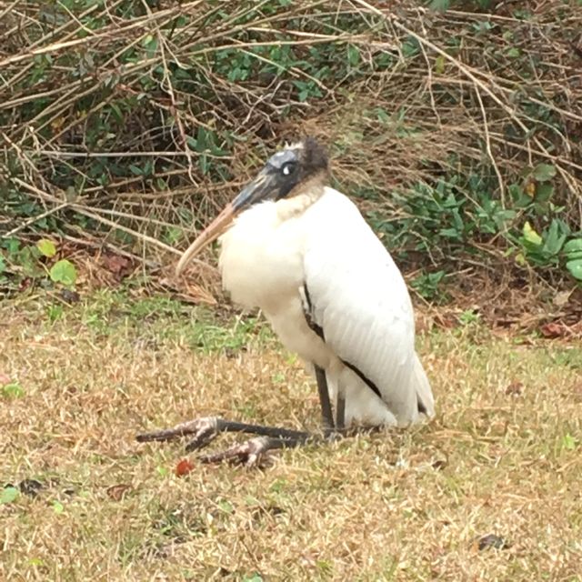 Wood Stork