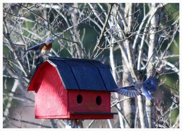 Eastern Bluebird