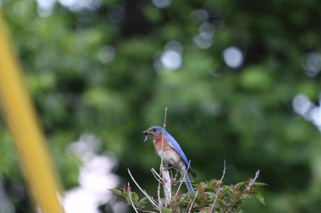 Eastern Bluebird