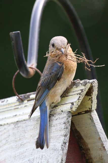Eastern Bluebird