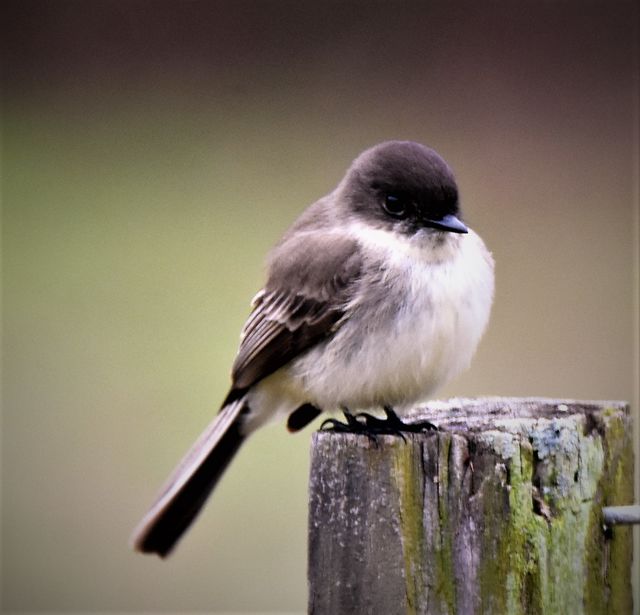 Eastern Phoebe