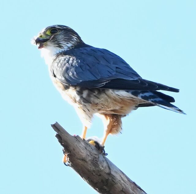 Merlin