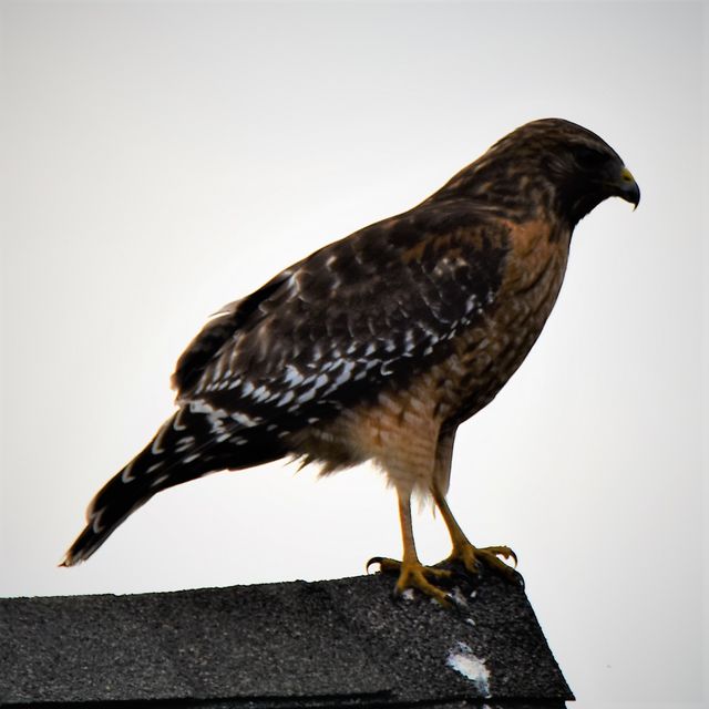 Red-shouldered Hawk