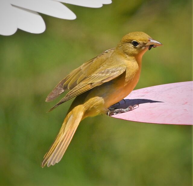 Summer Tanager