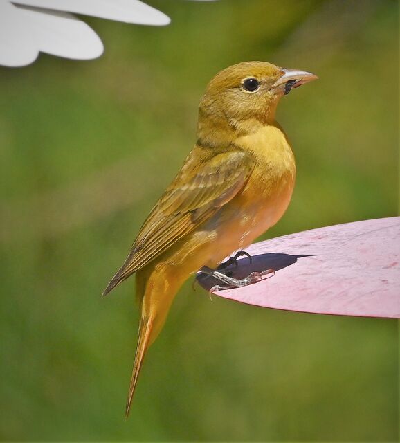 Summer Tanager