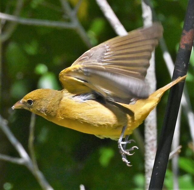 Summer Tanager