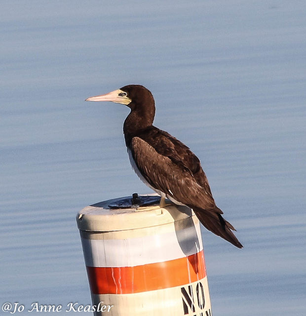 Brown Booby