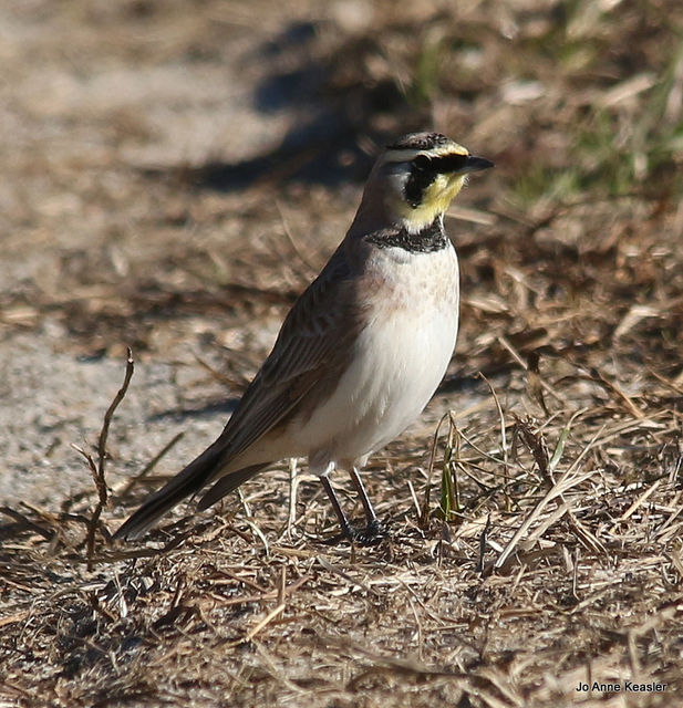 Horned Lark