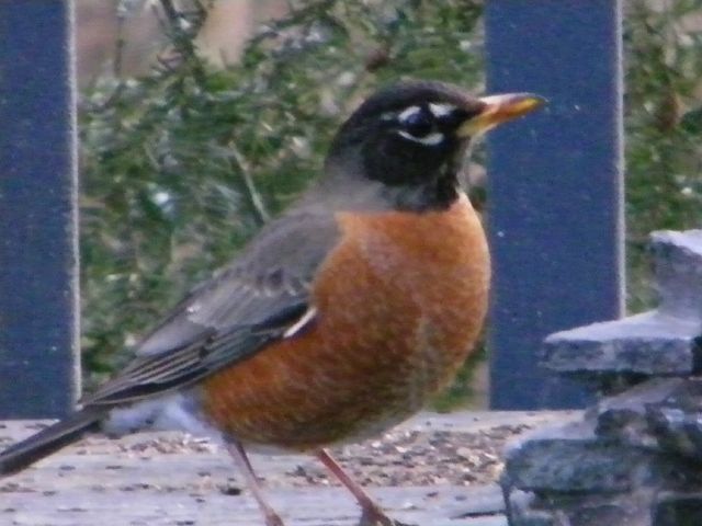 American Robin