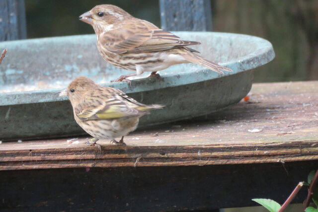 Pine Siskin
