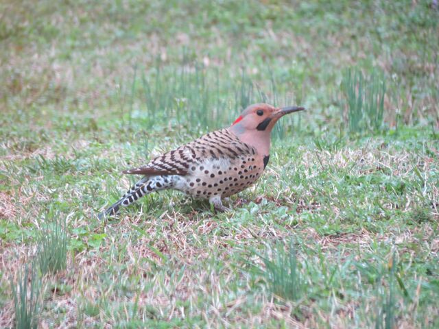 Northern Flicker