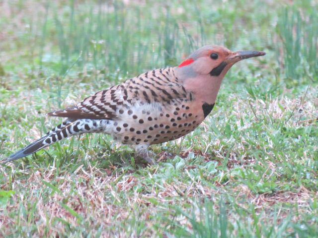 Northern Flicker