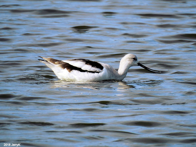 American Avocet