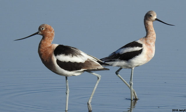 American Avocet