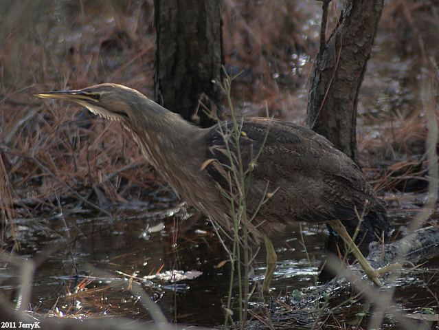American Bittern
