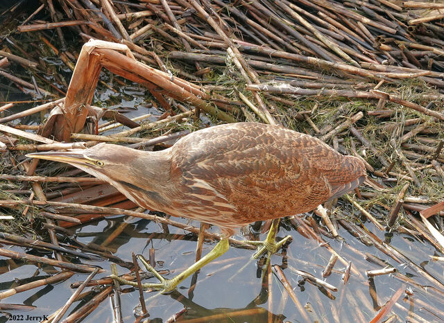 American Bittern