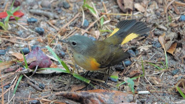 American Redstart