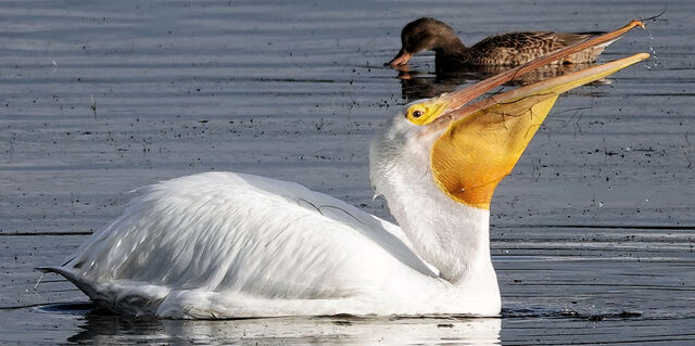 American White Pelican