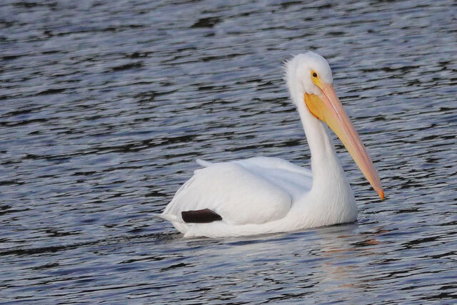 American White Pelican