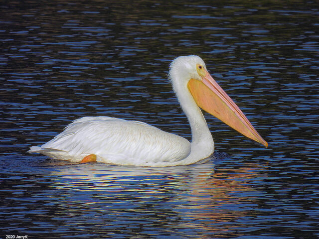 American White Pelican