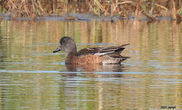 American Wigeon