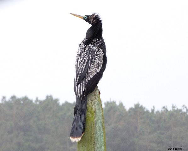 Anhinga