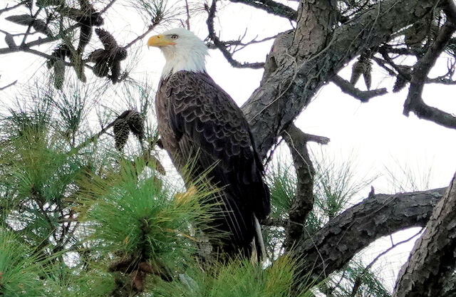 Bald Eagle