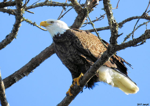 Bald Eagle