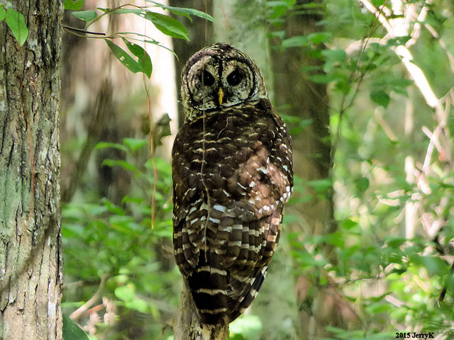 Barred Owl
