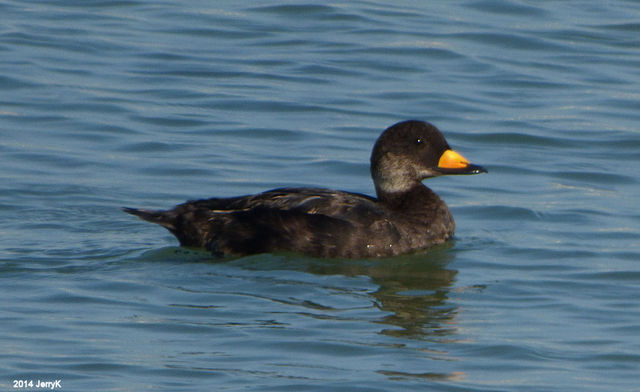 Black Scoter
