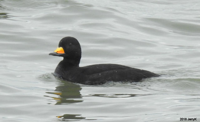 Black Scoter