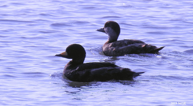 Black Scoter