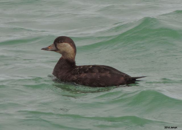 Black Scoters