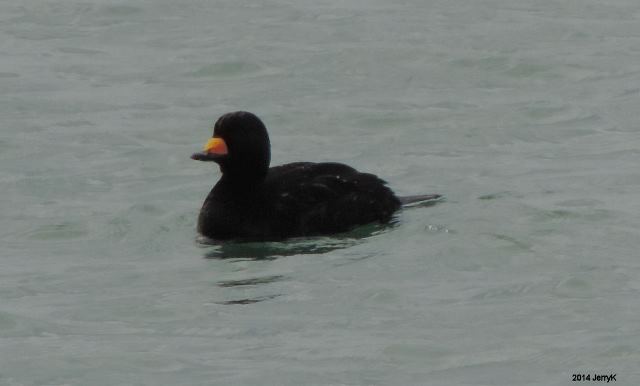 Black Scoters